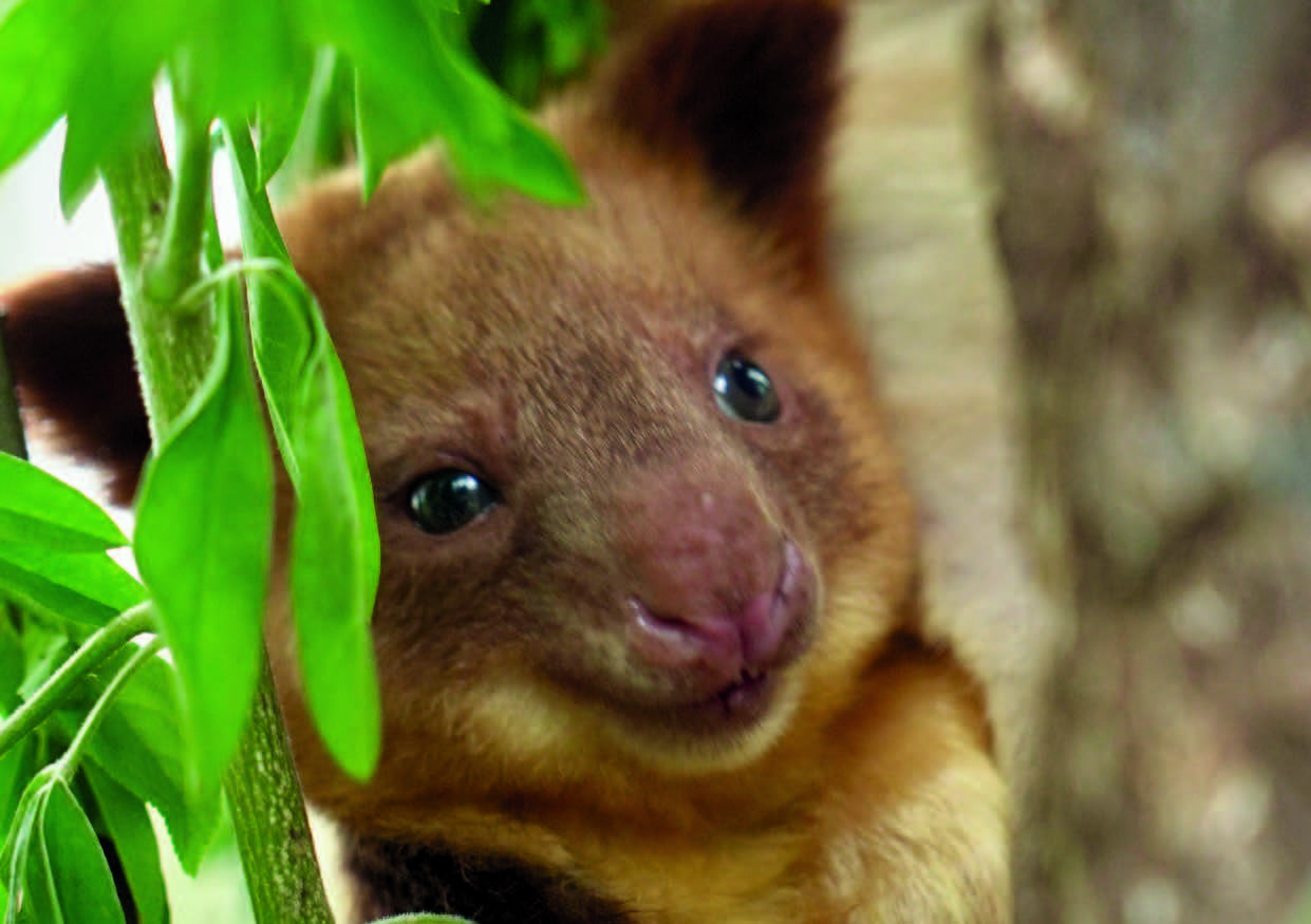 Fun Facts: Ninja Bandicoots and Turbo-Charged Wombats | Black Inc. Fun Facts: Ninja Bandicoots and Turbo-Charged Wombats | Black Inc.